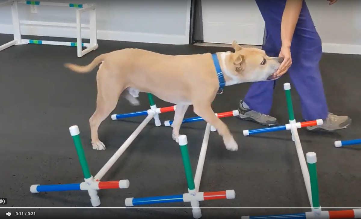 The Power of Collaboration in Healing Our Dog's Knee Injury